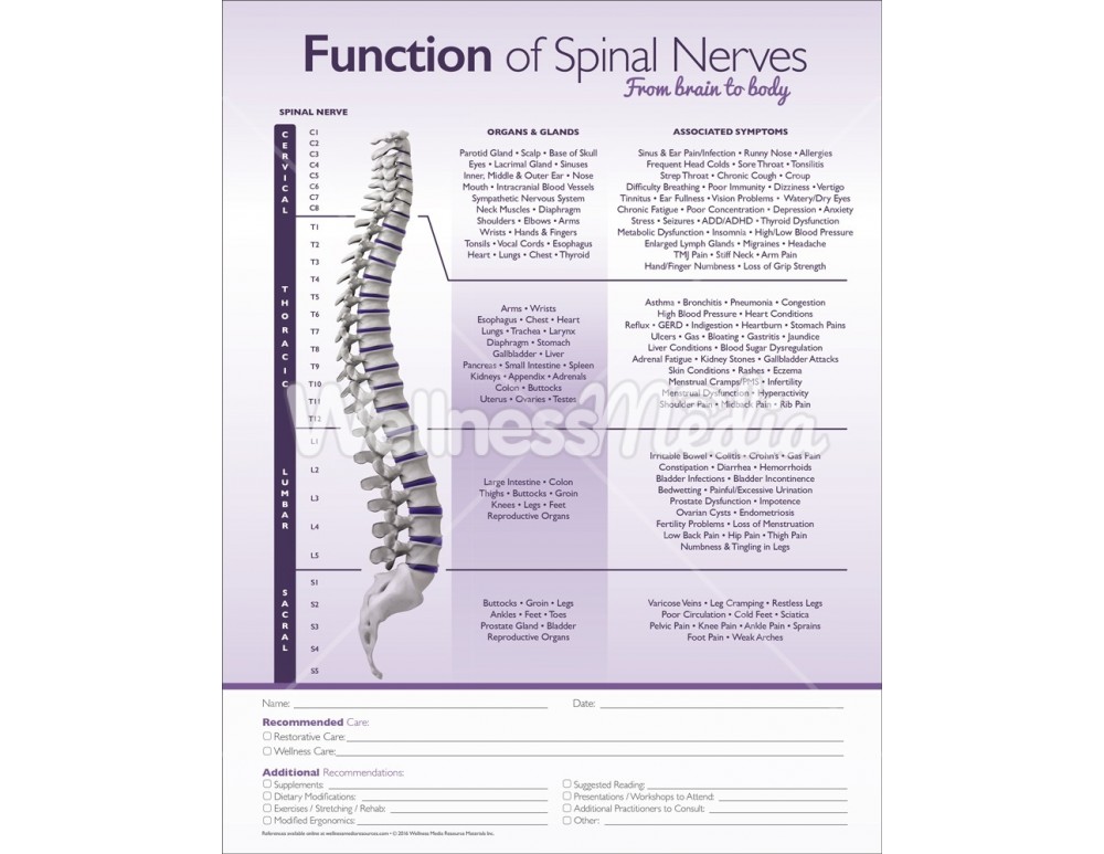 Spinal Nerves Function