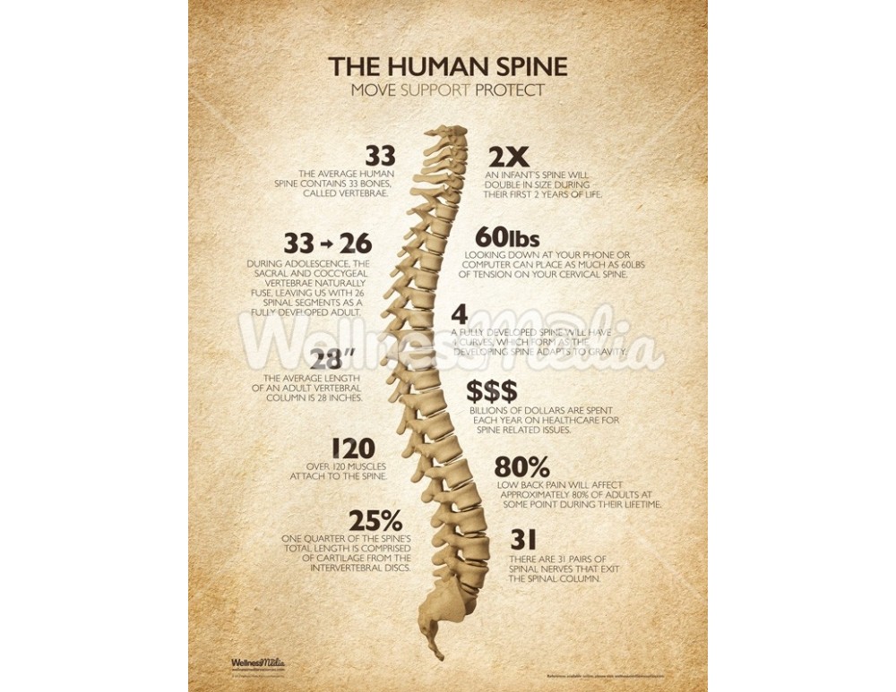 The Human Spine Poster
