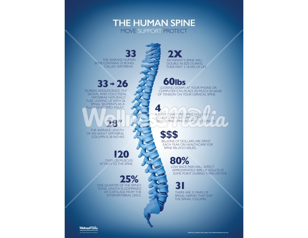 The Human Spine Facts Poster