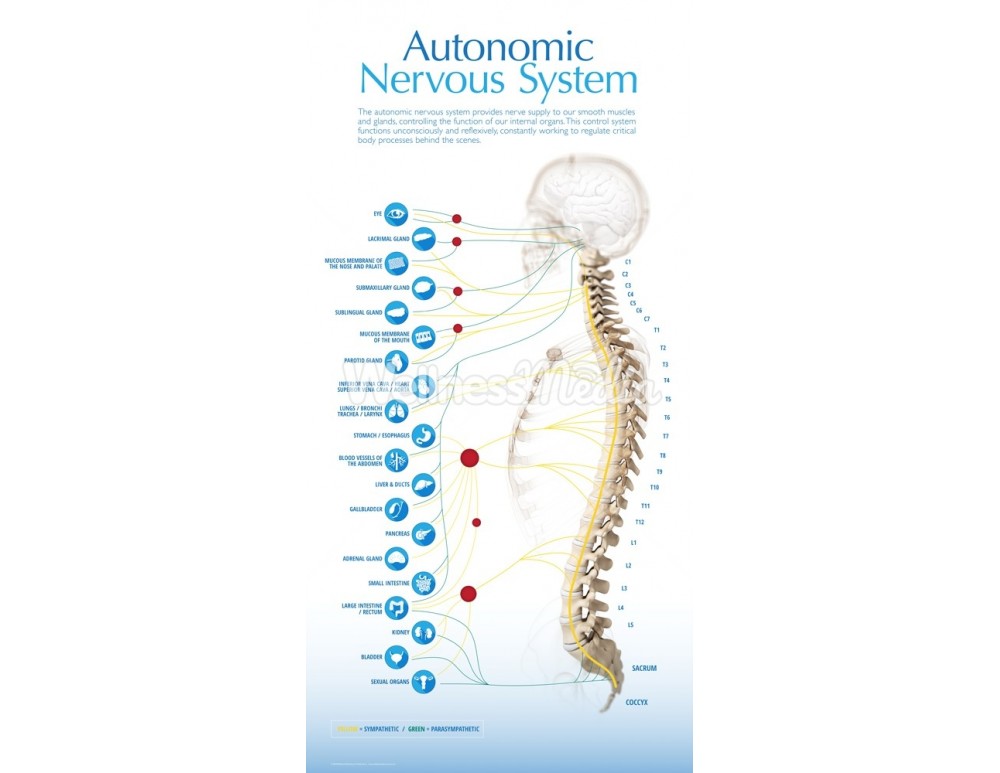 Autonomic Nervous System Poster - Large Format - Wellness Media